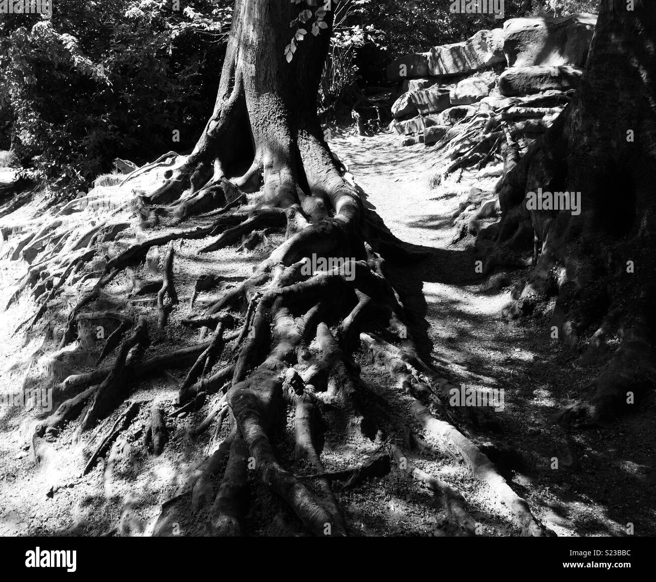 Old tree roots Black and White Stock Photos & Images - Alamy