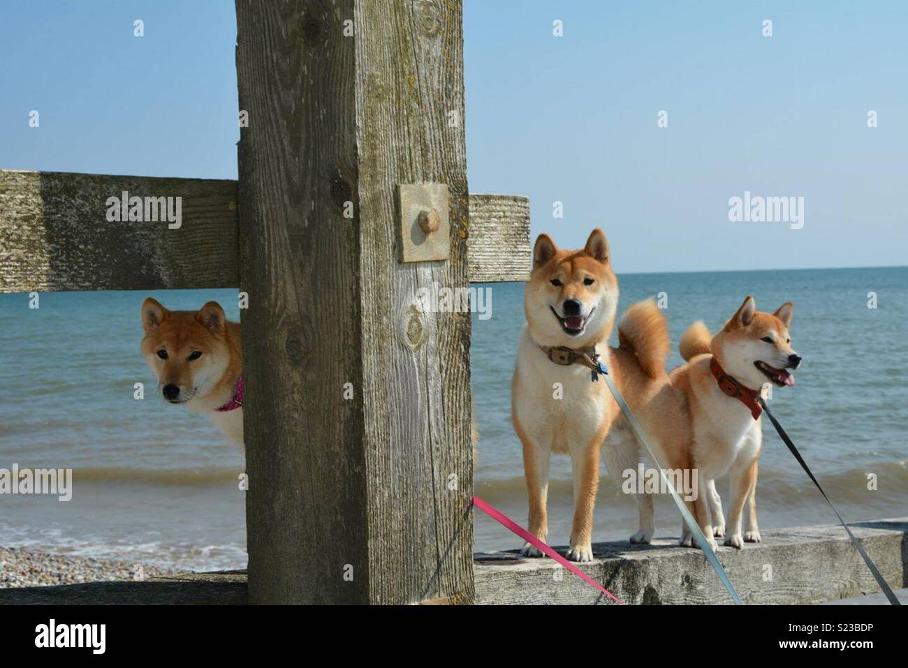 Japanese Shiba Inus at the beach Stock Photo - Alamy