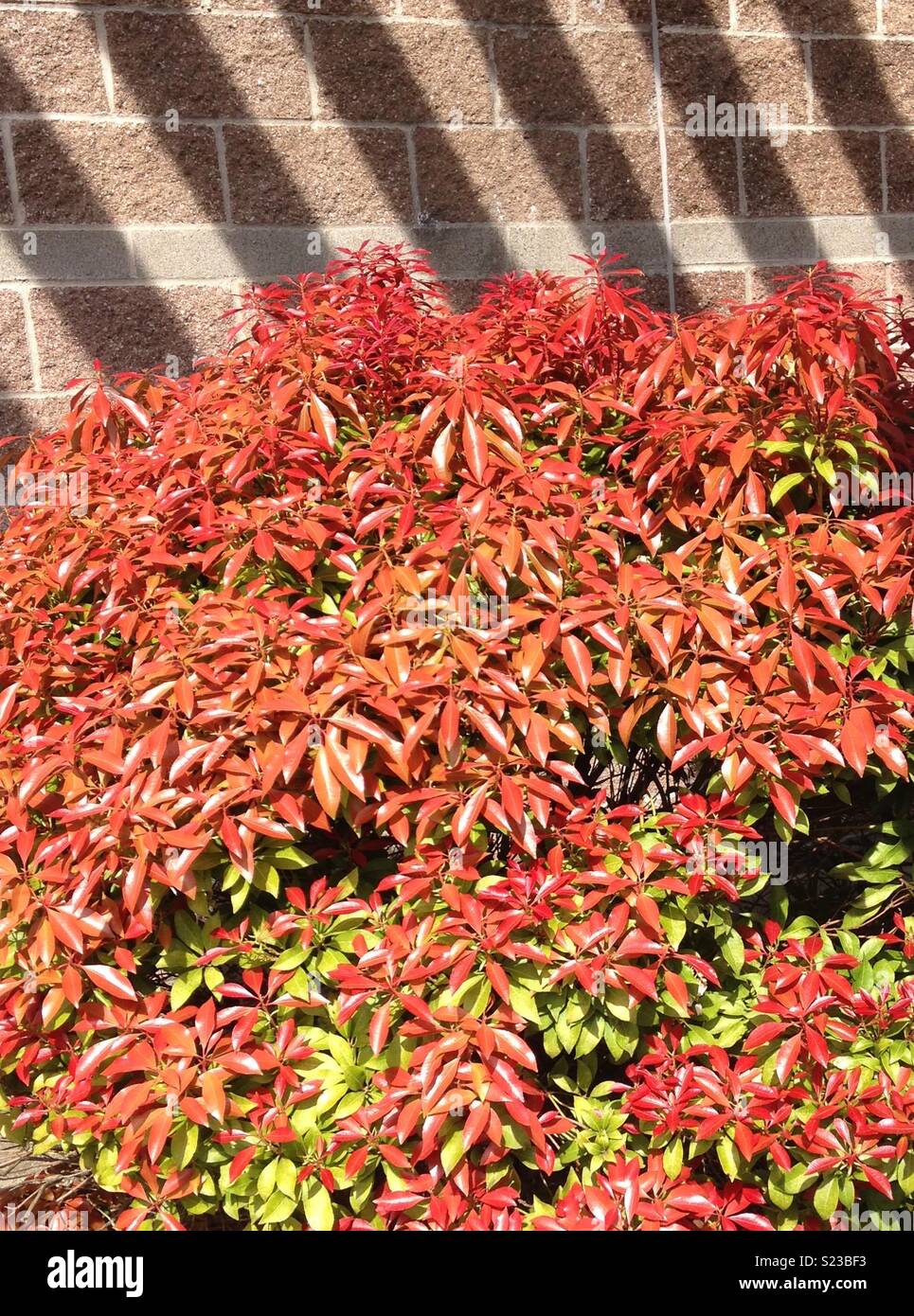 Shiny leaves hi-res stock photography and images - Alamy