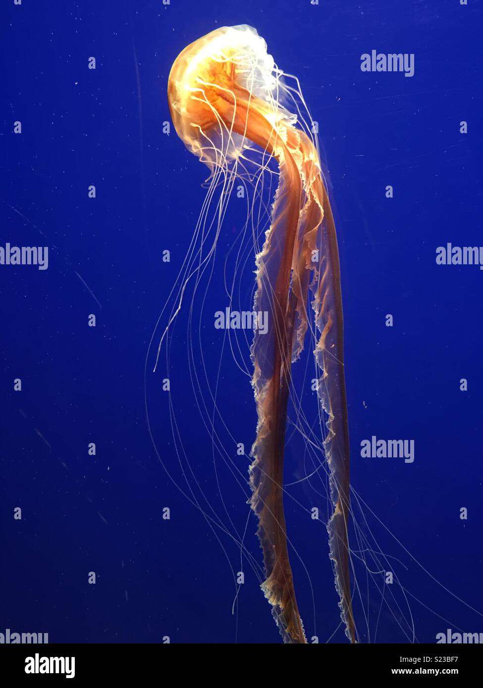 Jellyfish hi-res stock photography and images - Alamy