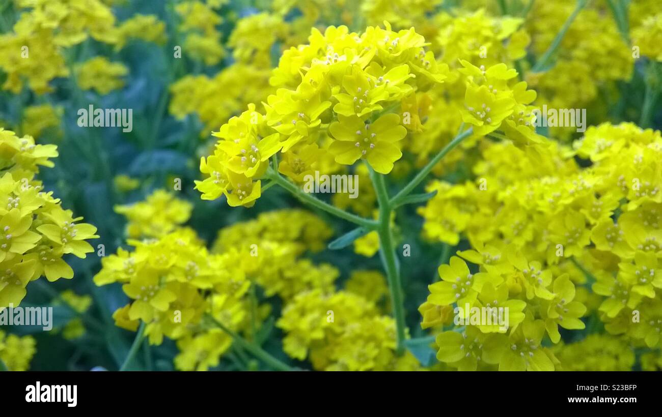 Yellow alyssum hi-res stock photography and images - Alamy