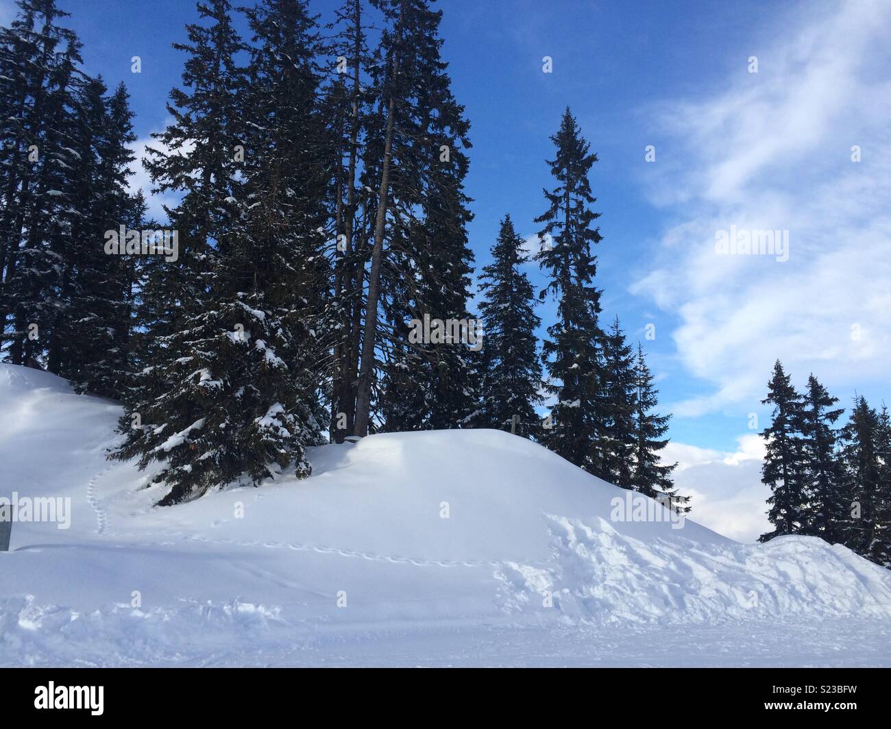Evergreen trees on the mountains Stock Photo - Alamy