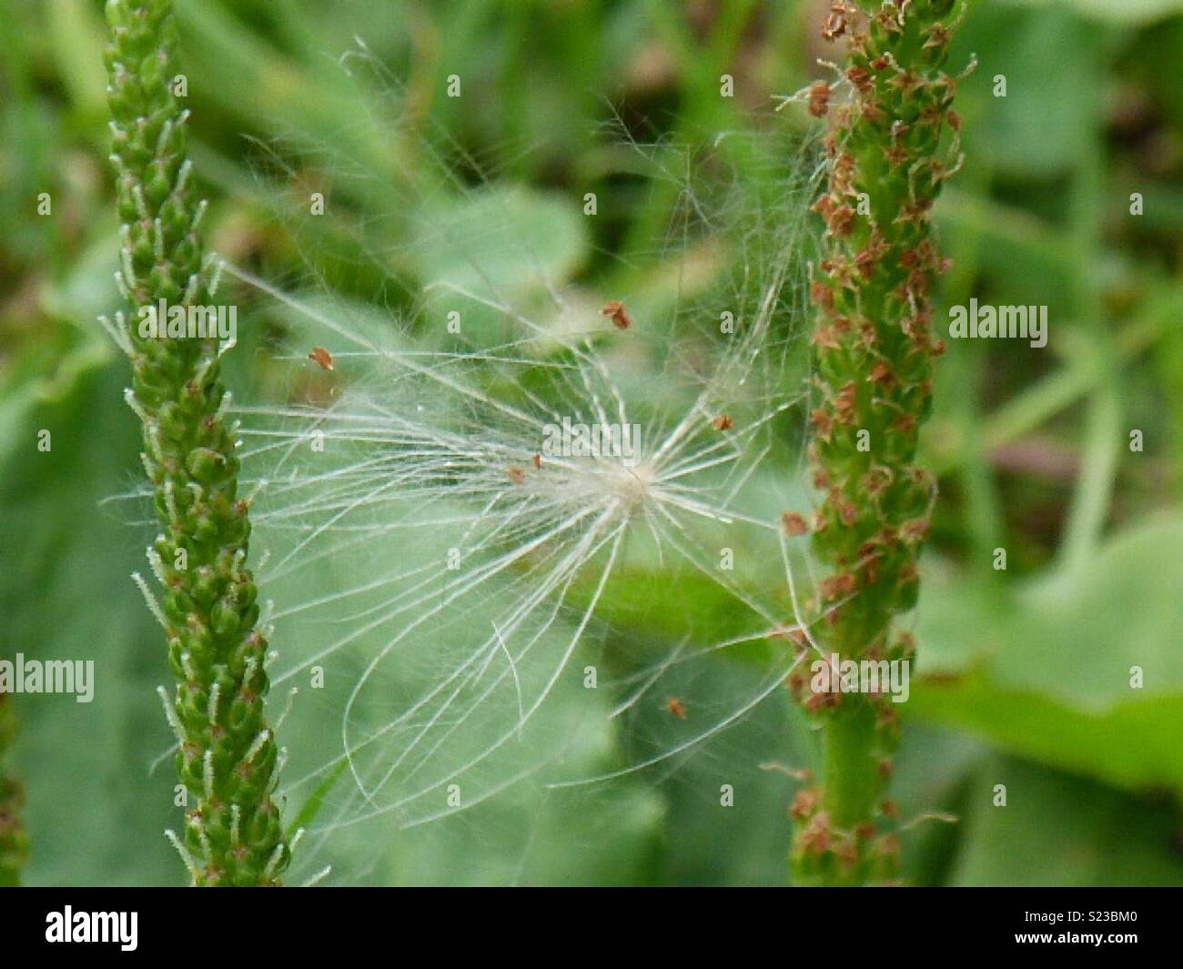 Floating seed - trapped Stock Photo - Alamy