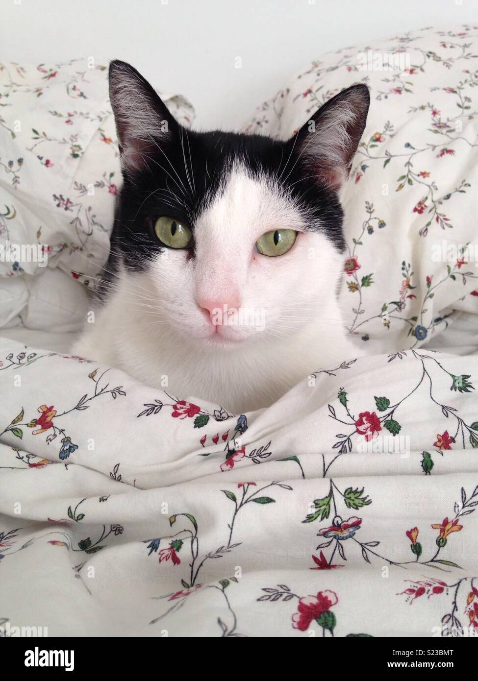 Cat in bed Stock Photo - Alamy