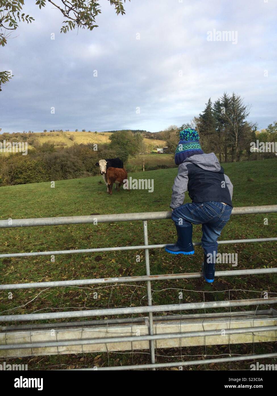 Climbing higher to see the cows Stock Photo - Alamy