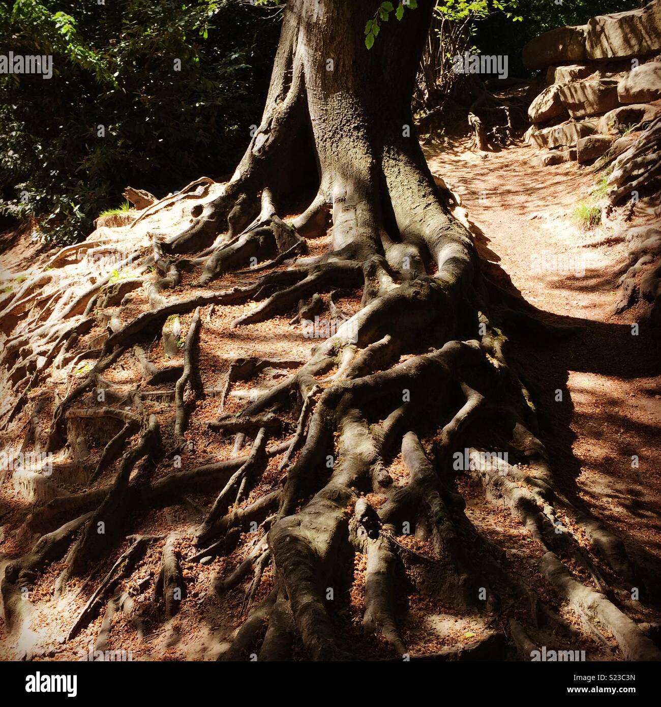 Creepy Roots High Resolution Stock Photography and Images - Alamy