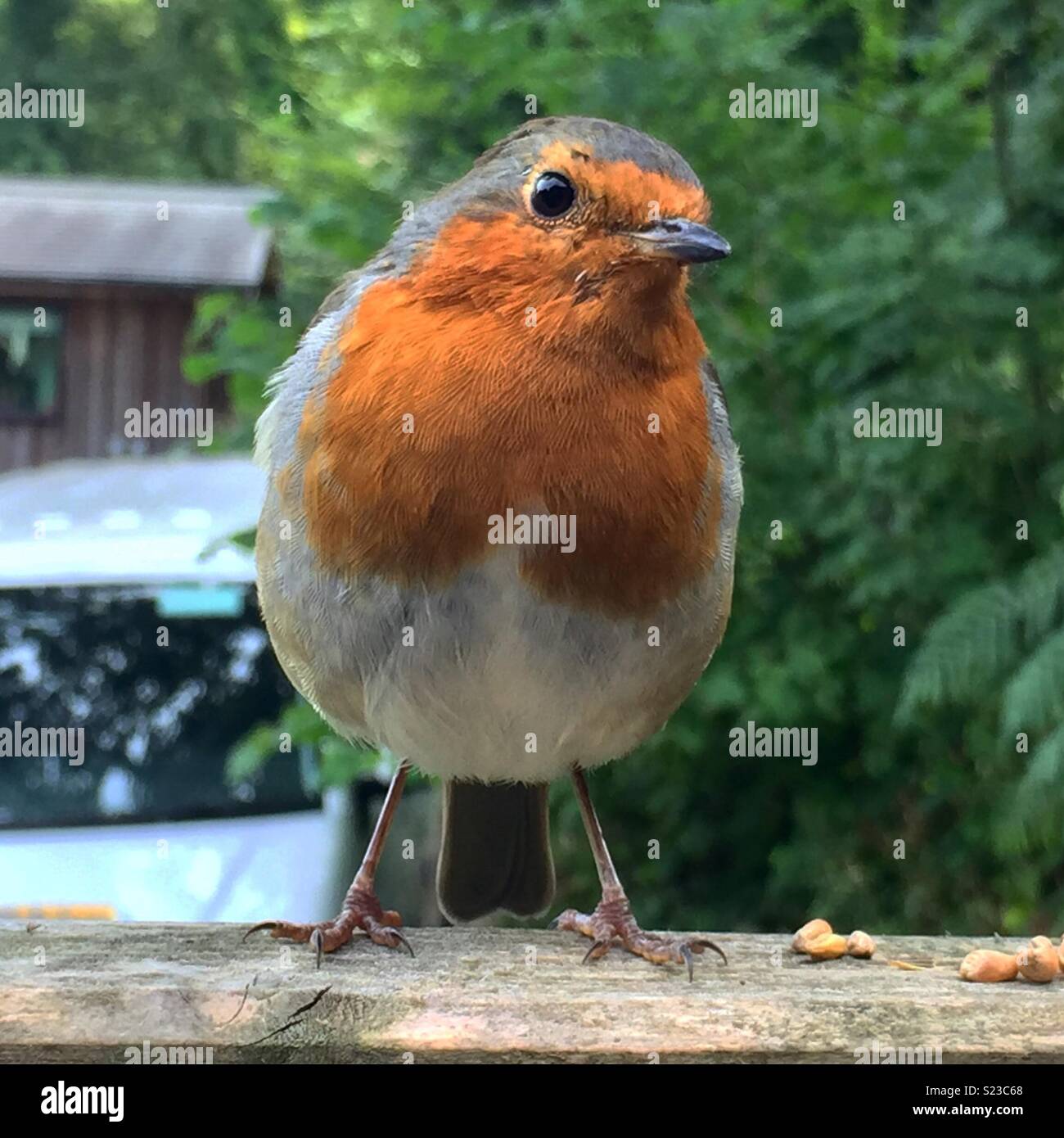 Fearless birds hi-res stock photography and images - Alamy