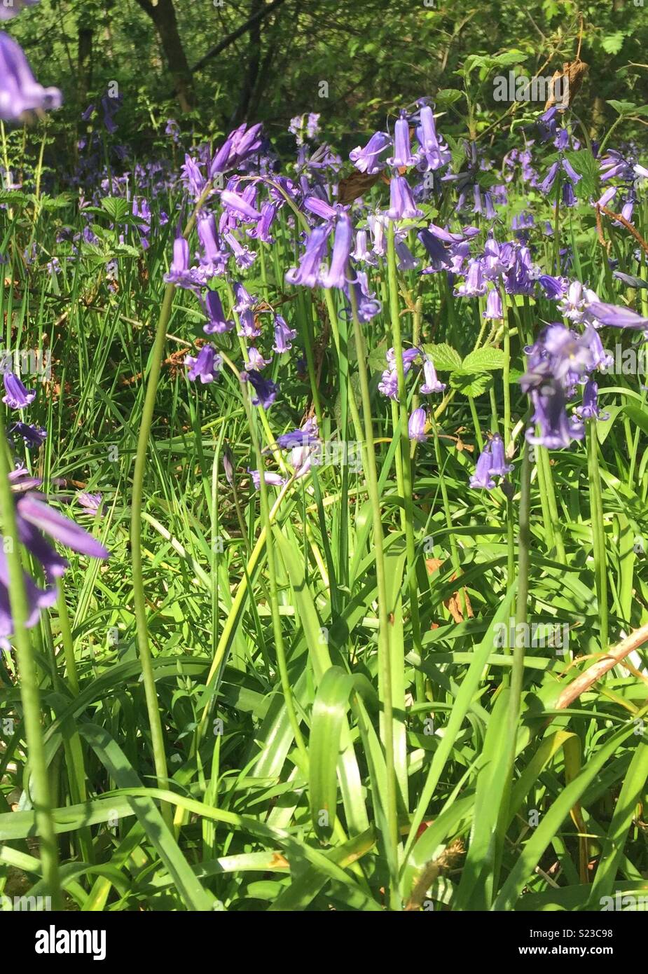 Bluebells in woodland Stock Photo - Alamy