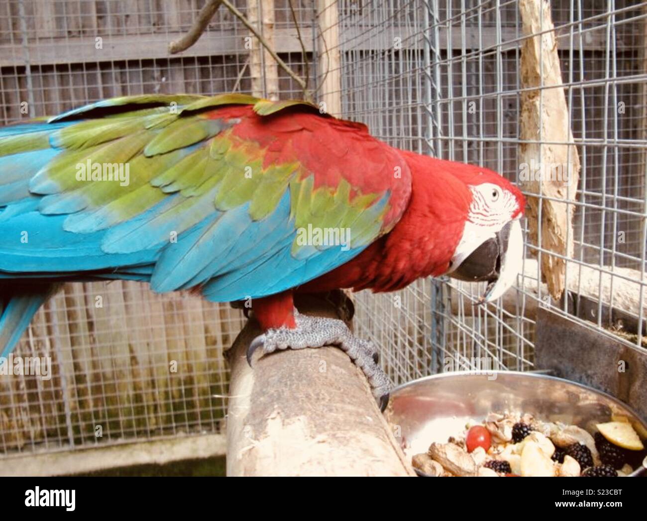 Parrot bridge hi-res stock photography and images - Alamy
