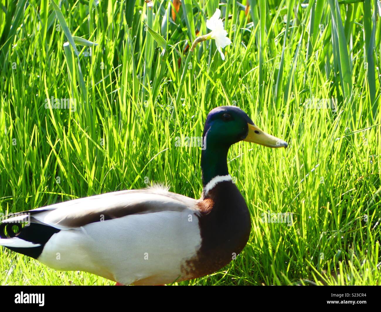 Duck green grass hi-res stock photography and images - Alamy