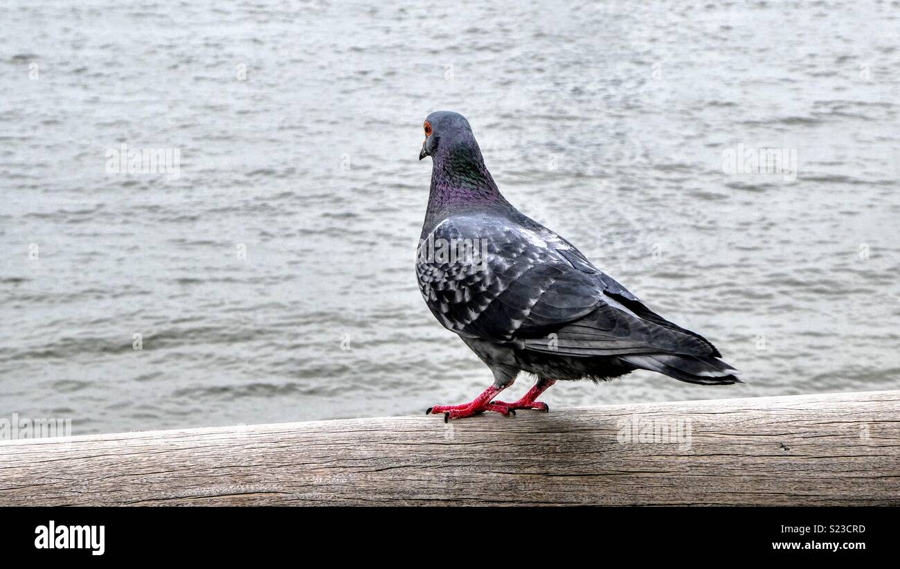 Pigeon perch hi-res stock photography and images - Alamy