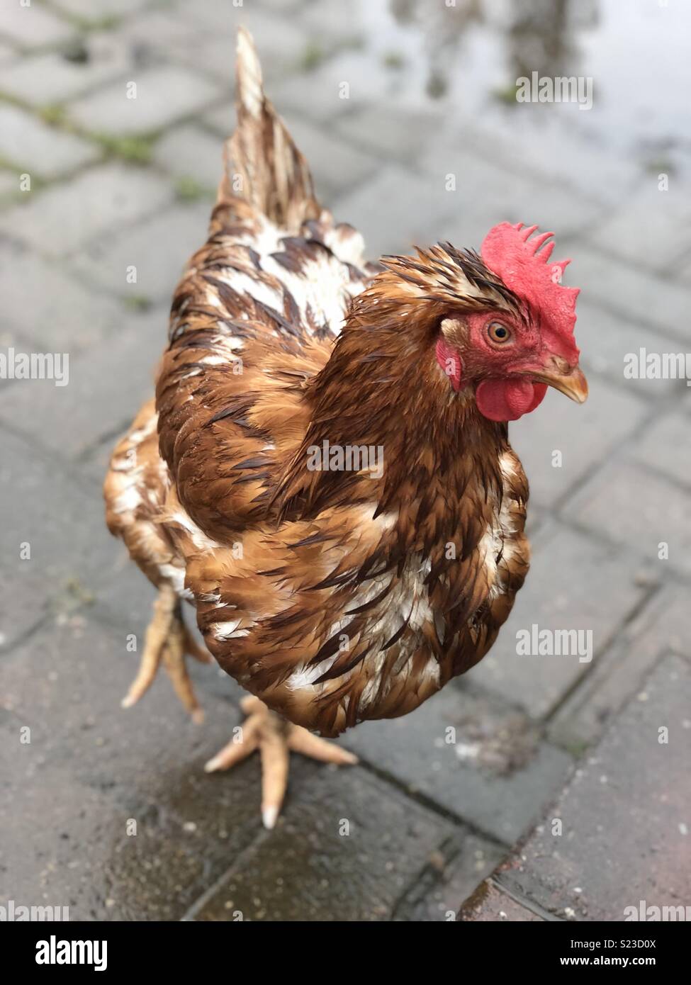 Wet chicken hi-res stock photography and images - Alamy
