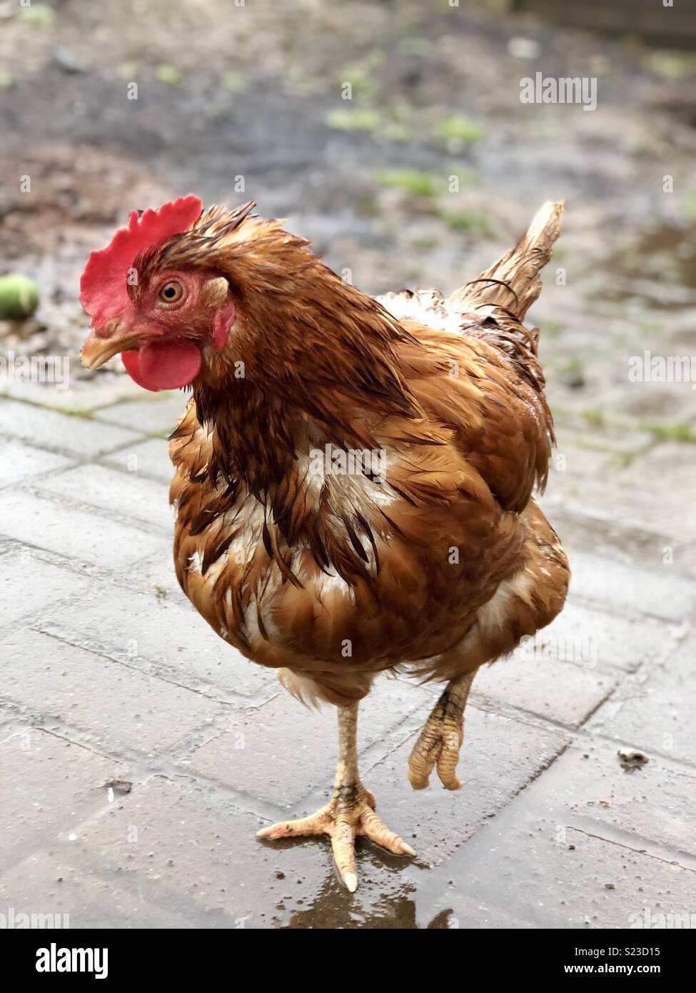 Feathers wet hi-res stock photography and images - Alamy