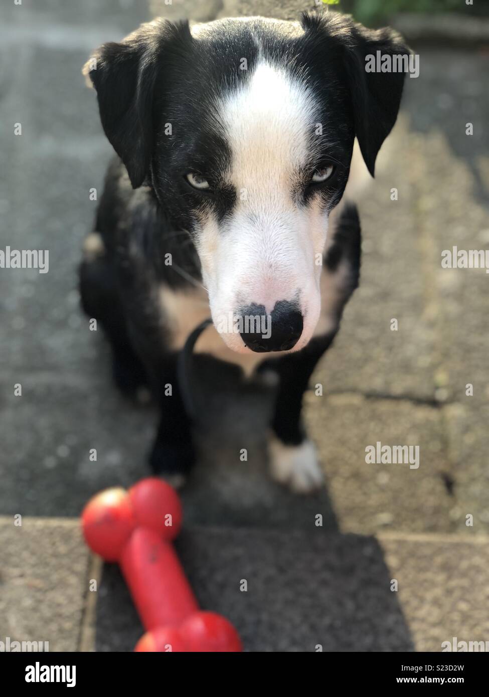Dog with a bone Stock Photo - Alamy