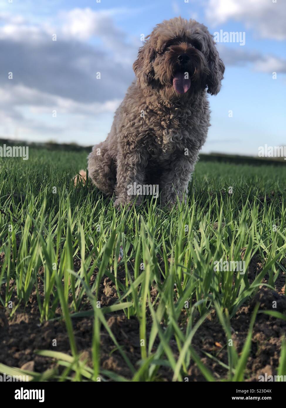 Cavadoodle hi-res stock photography and images - Alamy