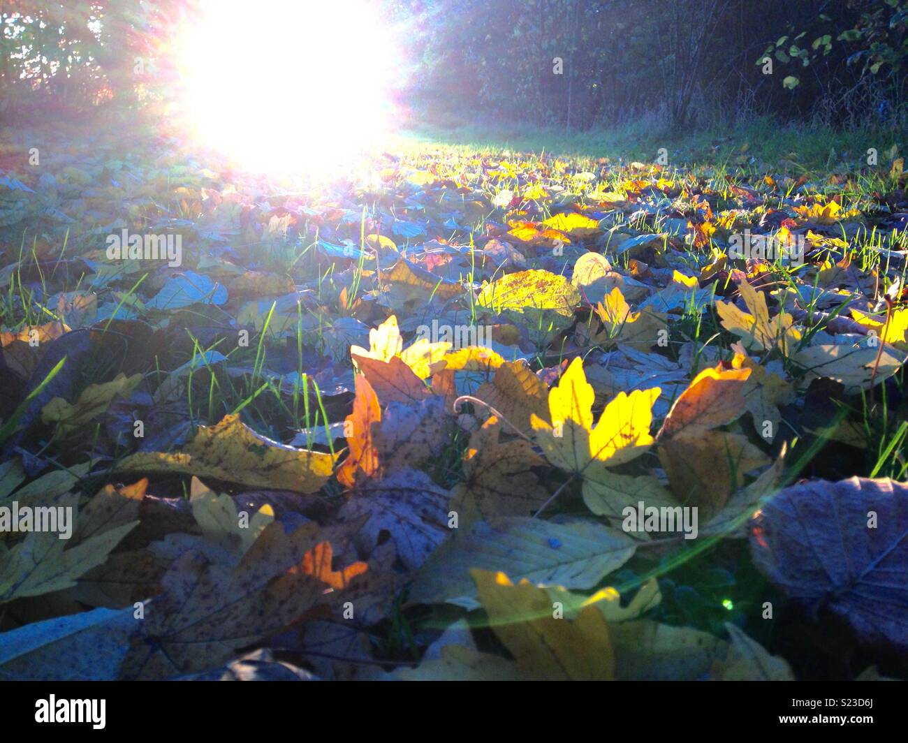 Autumn sunlight in rural Kent Stock Photo - Alamy