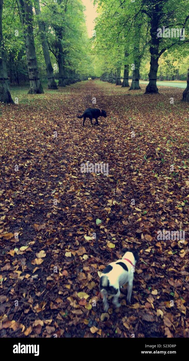 Derbyshire dogs hi-res stock photography and images - Alamy