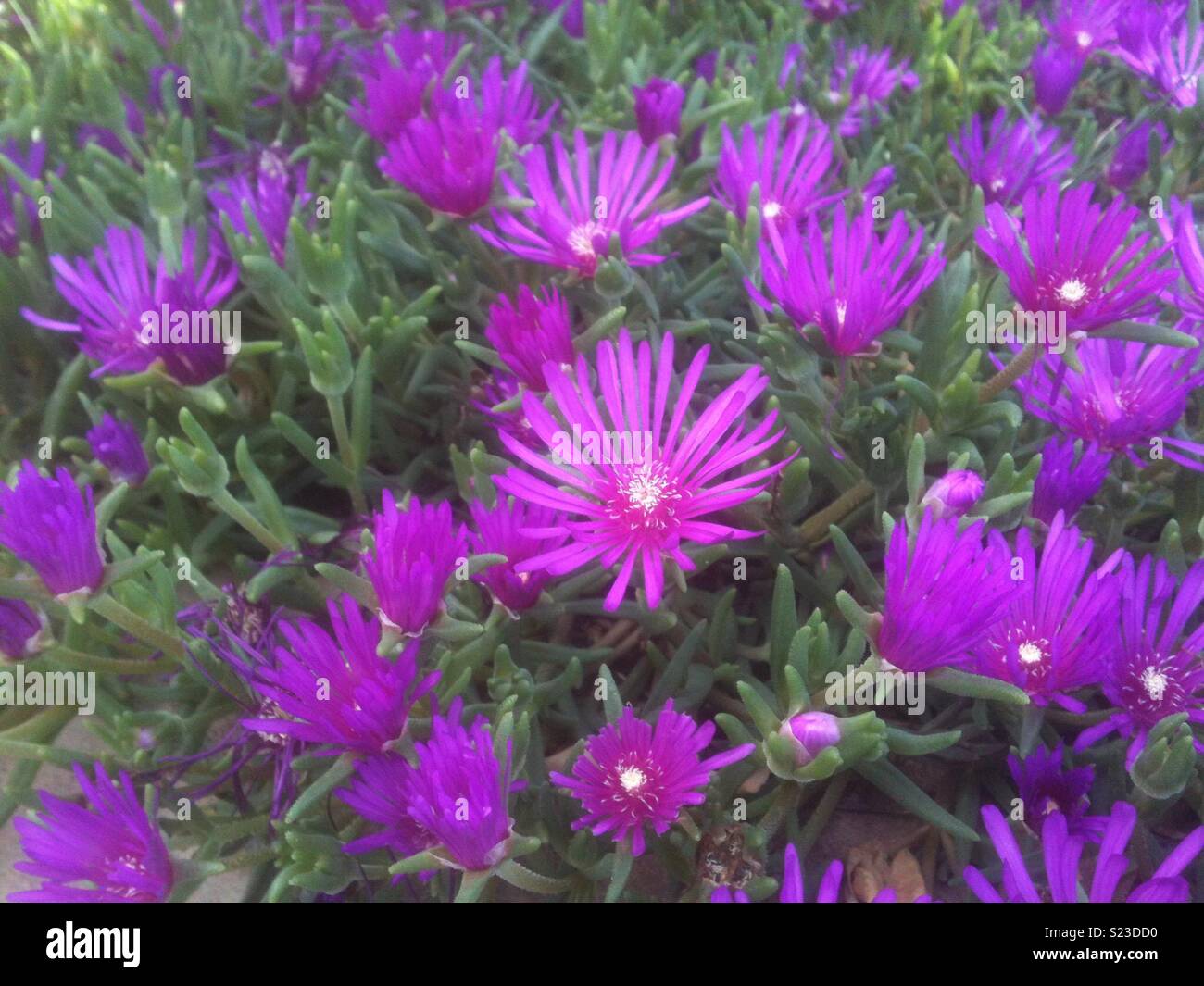 Purple flowers in Italy Stock Photo - Alamy