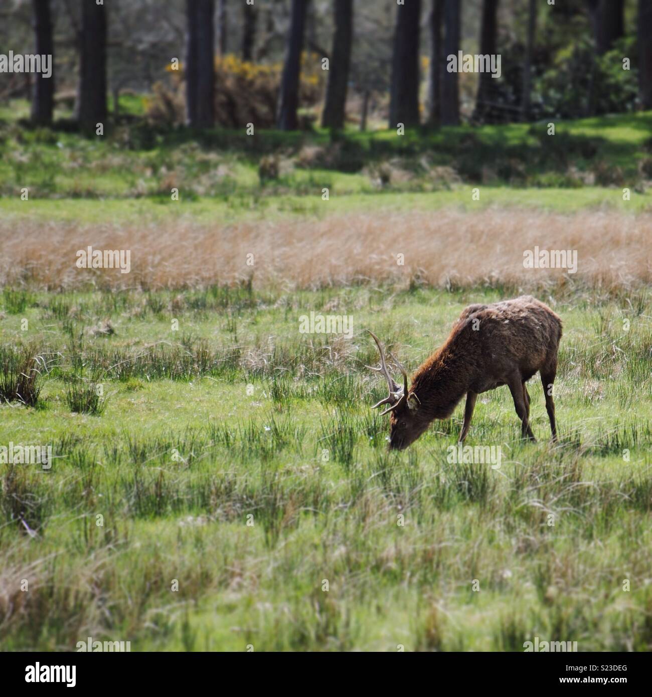 Stag grazing in Strathcarron, Scottish Highlands Stock Photo - Alamy