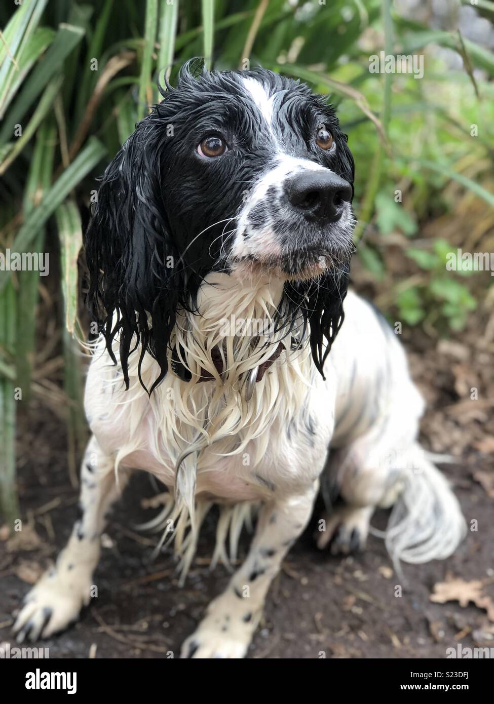 Working cocker spaniel hi-res stock photography and images - Alamy
