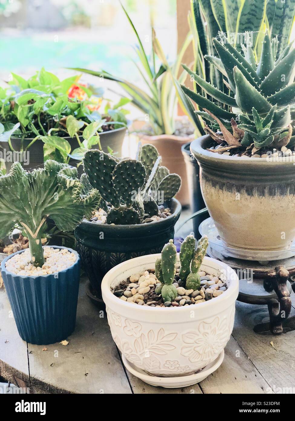 Cactus collection hi-res stock photography and images - Alamy