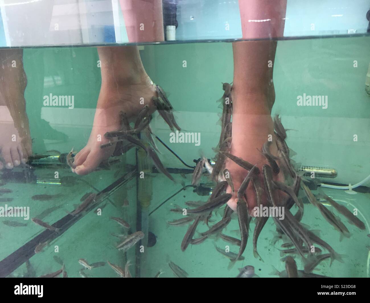 Fish with feet hi-res stock photography and images - Alamy