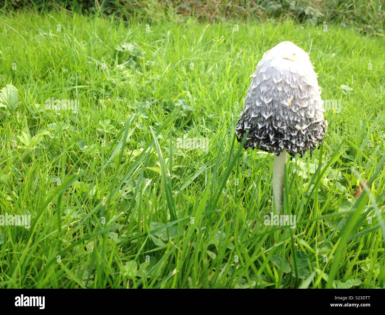 Ink cap Mushroom Stock Photo - Alamy