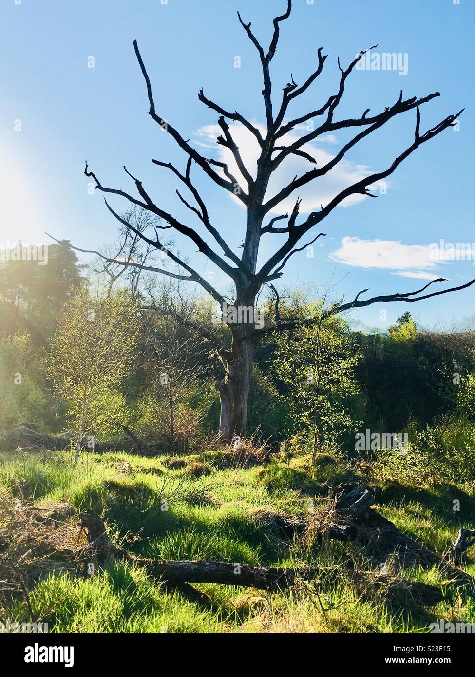 Dead tree standing proudly in the highlands of Scotland Stock Photo - Alamy