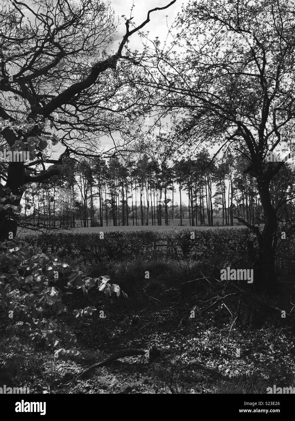 Dark haunted trees hi-res stock photography and images - Alamy