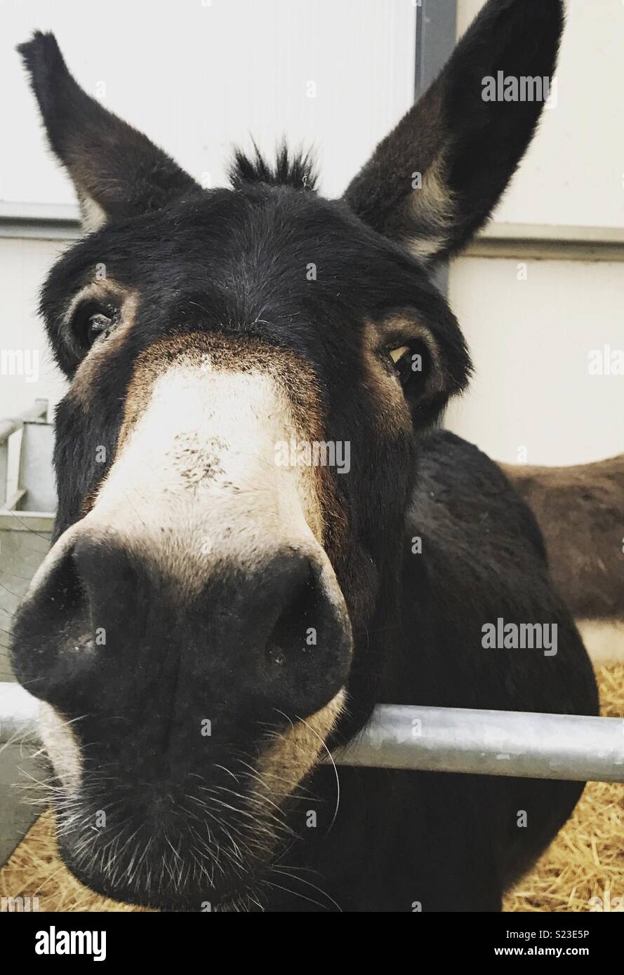 Donkey pet hi-res stock photography and images - Alamy