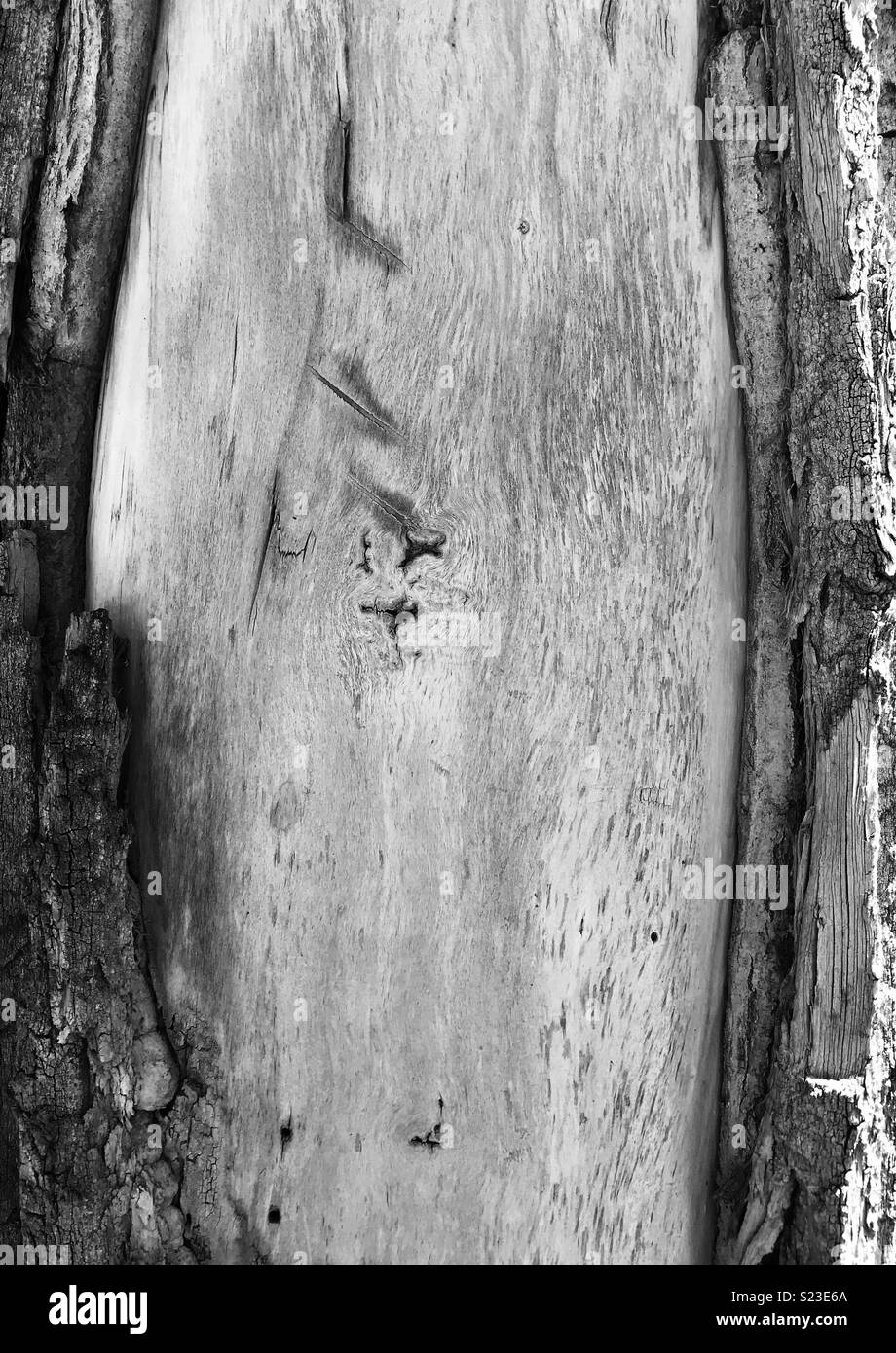 Alive forest hi-res stock photography and images - Alamy