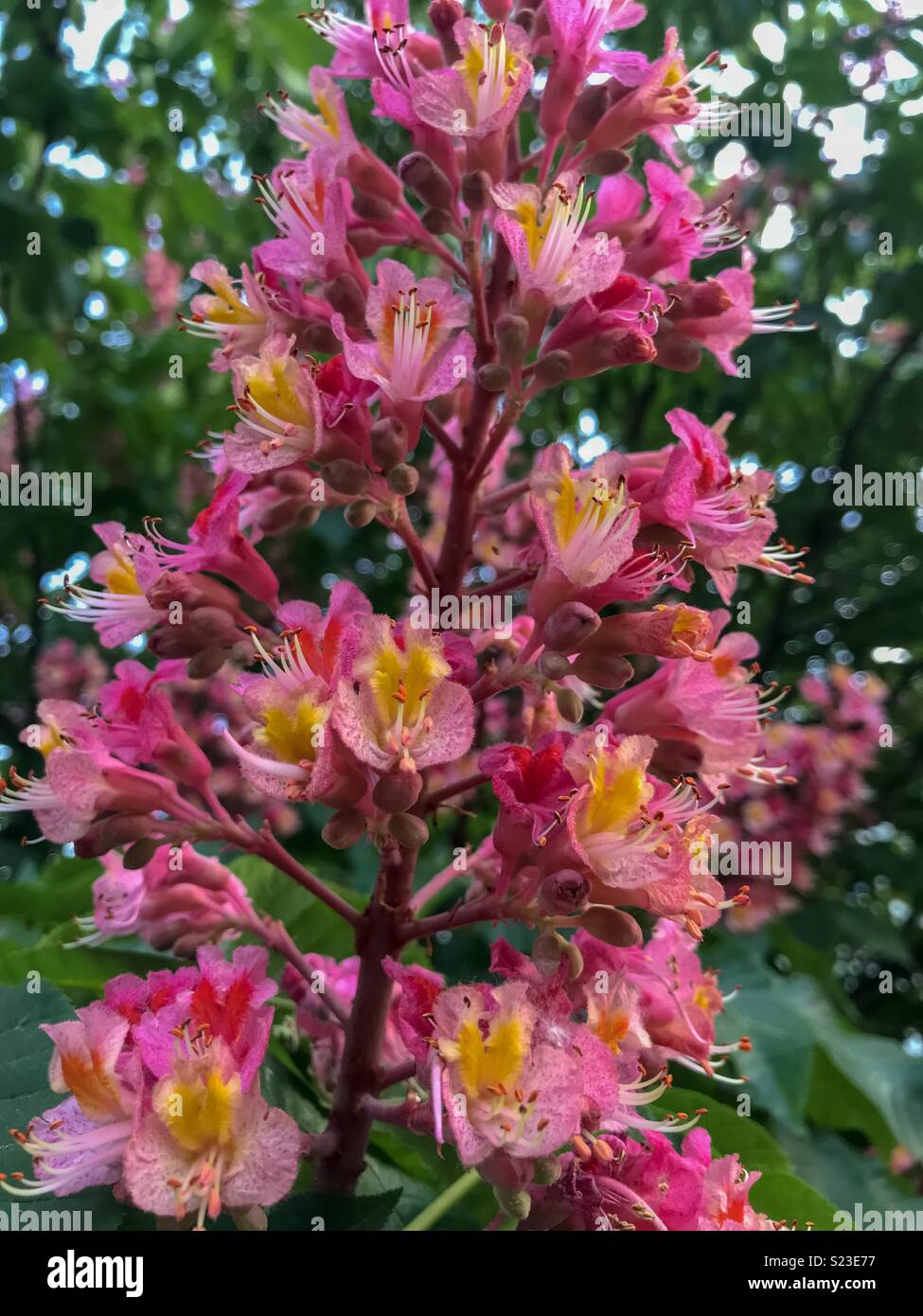 Pinky tree hi-res stock photography and images - Alamy