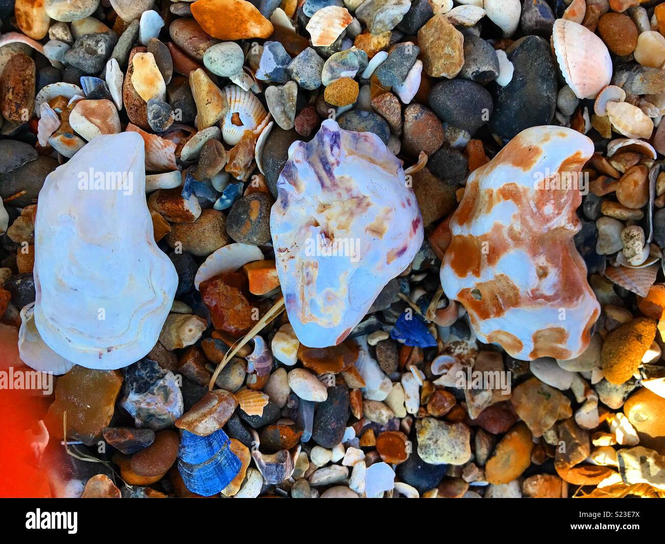 Stones seashells hi-res stock photography and images - Alamy