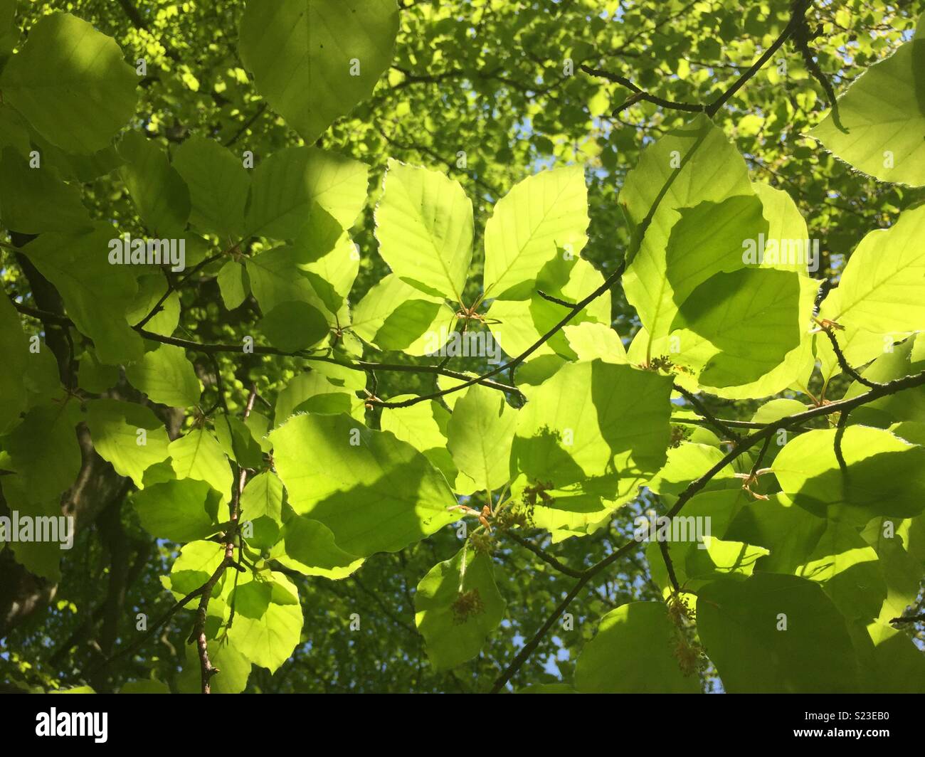 Beach tree leaves in summer Stock Photo - Alamy