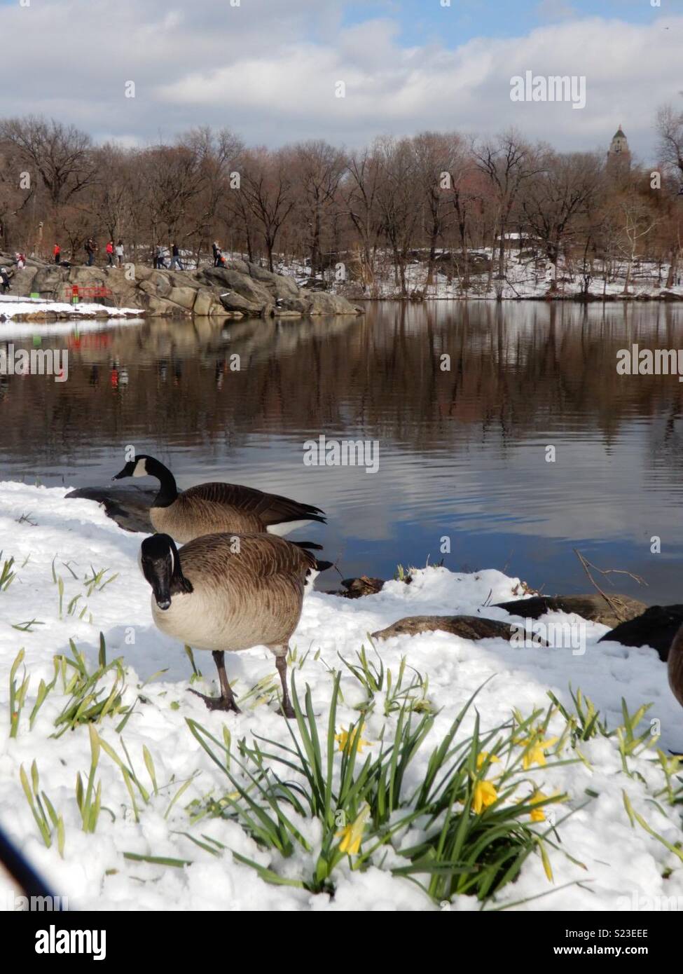 Park geese hi-res stock photography and images - Alamy