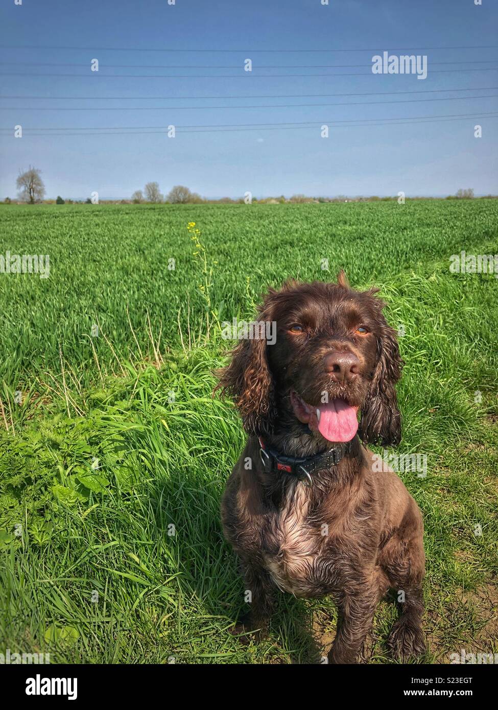 Sprocker spaniel hi-res stock photography and images - Alamy