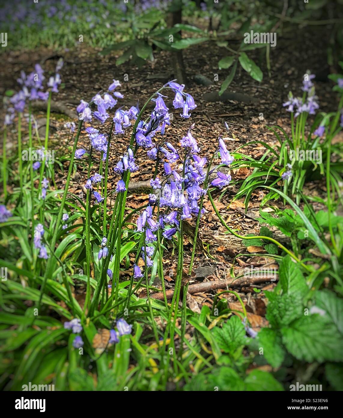 Flowers from Jesmond Dene Stock Photo - Alamy