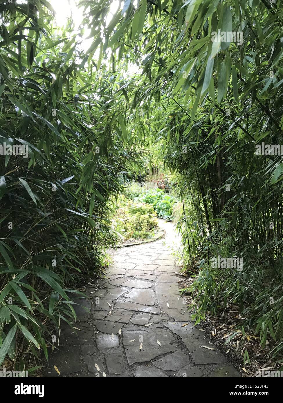 Tree arch at the Cambridge university botanic gardens Stock Photo - Alamy