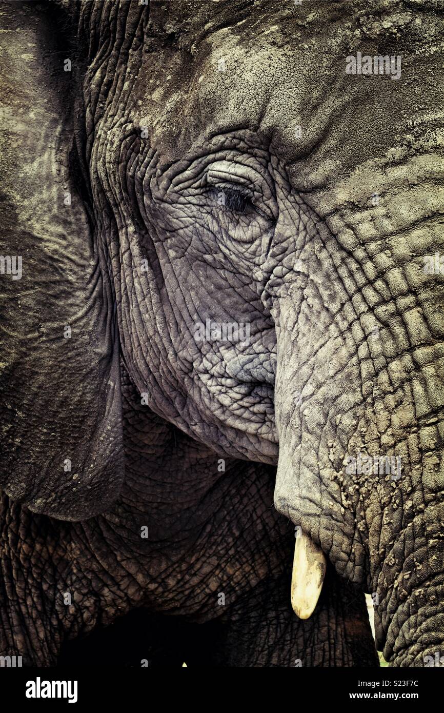 Elephant face hi-res stock photography and images - Alamy