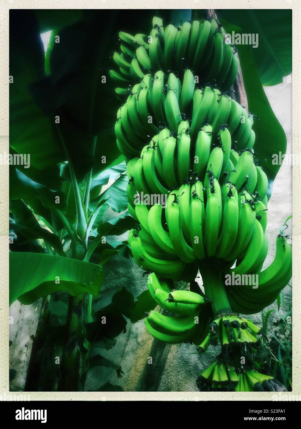 Growing bananas on banana tree Stock Photo - Alamy