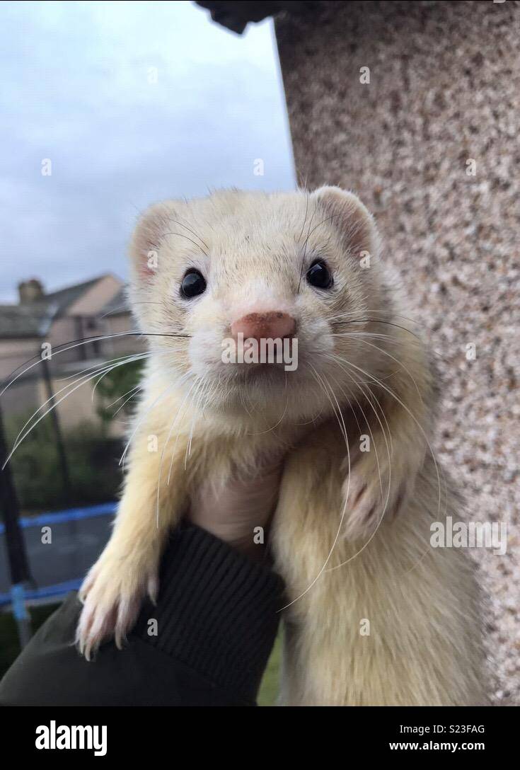 Friendly ferret hi-res stock photography and images - Alamy