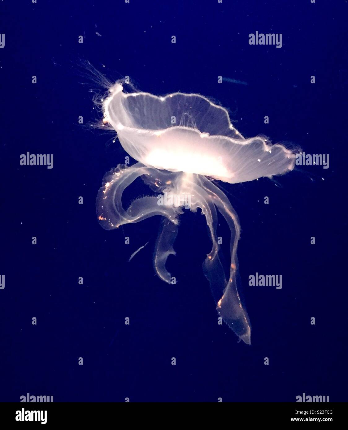 Light jellyfish hi-res stock photography and images - Alamy