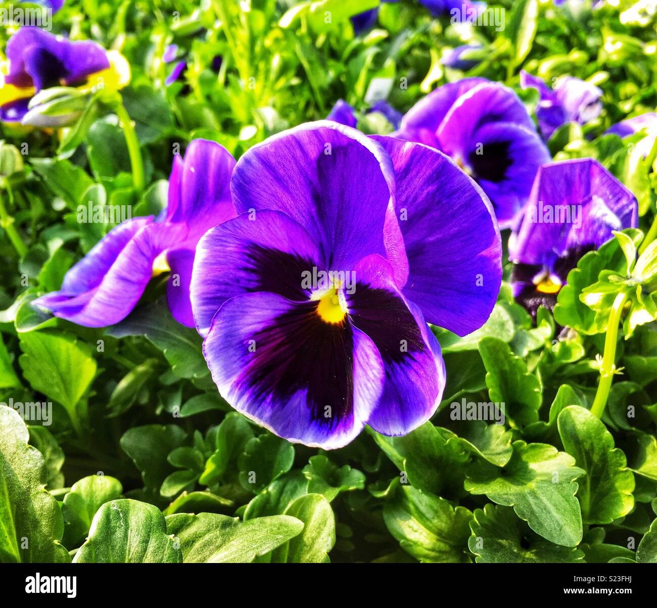 Matrix blue blotch pansies Stock Photo - Alamy