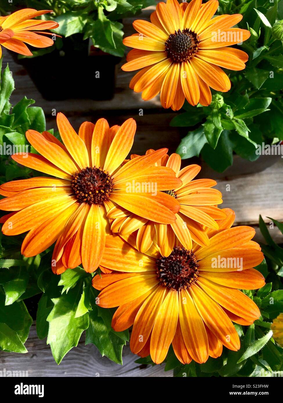 Margarita Flowers High Resolution Stock Photography and Images - Alamy