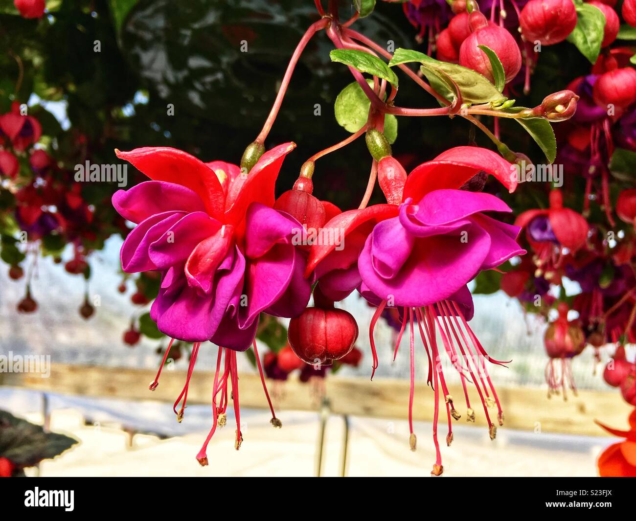 Trailing fuchsia hi-res stock photography and images - Alamy