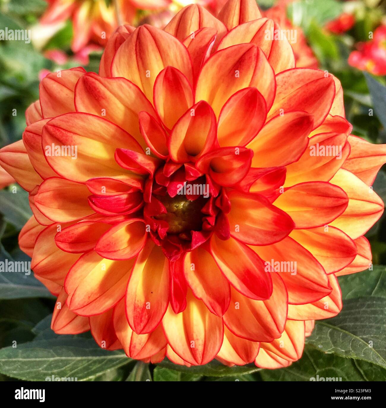 Orange and red dahlia flower Stock Photo - Alamy