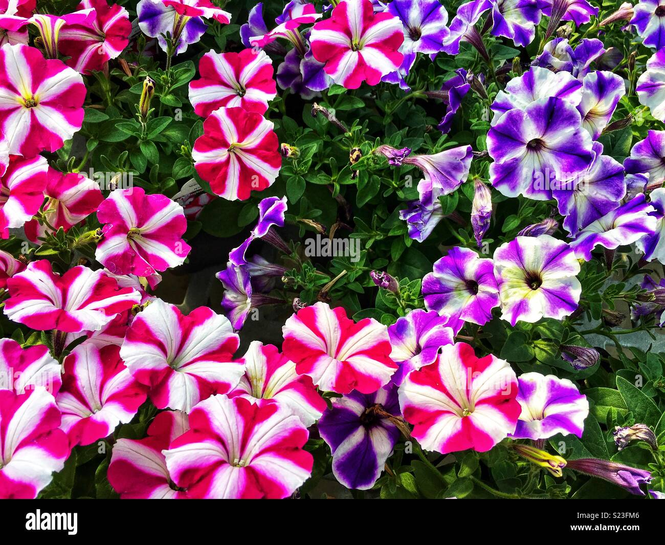 Raspberry star petunias and glow blue stardust petunias Stock Photo - Alamy