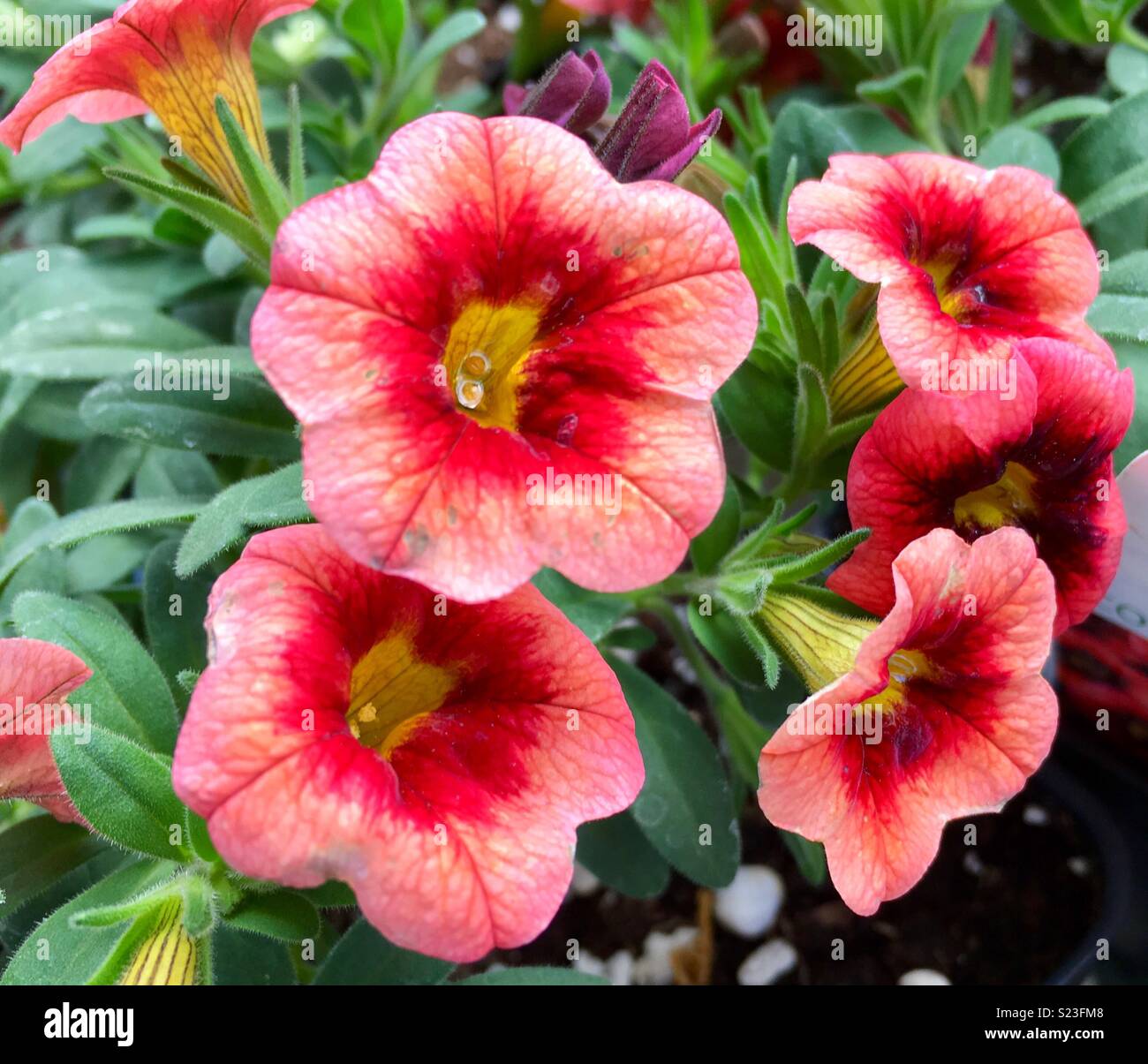 Calibrachoa hi-res stock photography and images - Alamy