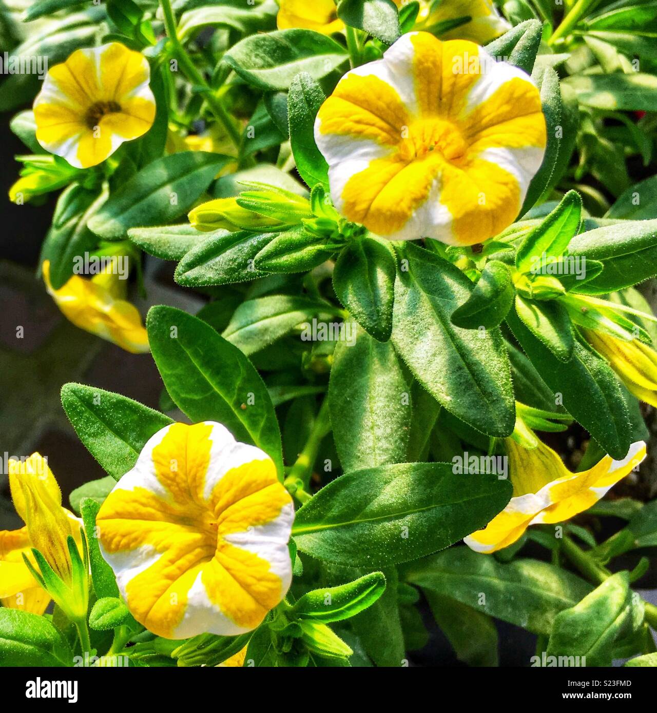 Superbells lemon slice calibrachoa flowers hi-res stock photography and ...