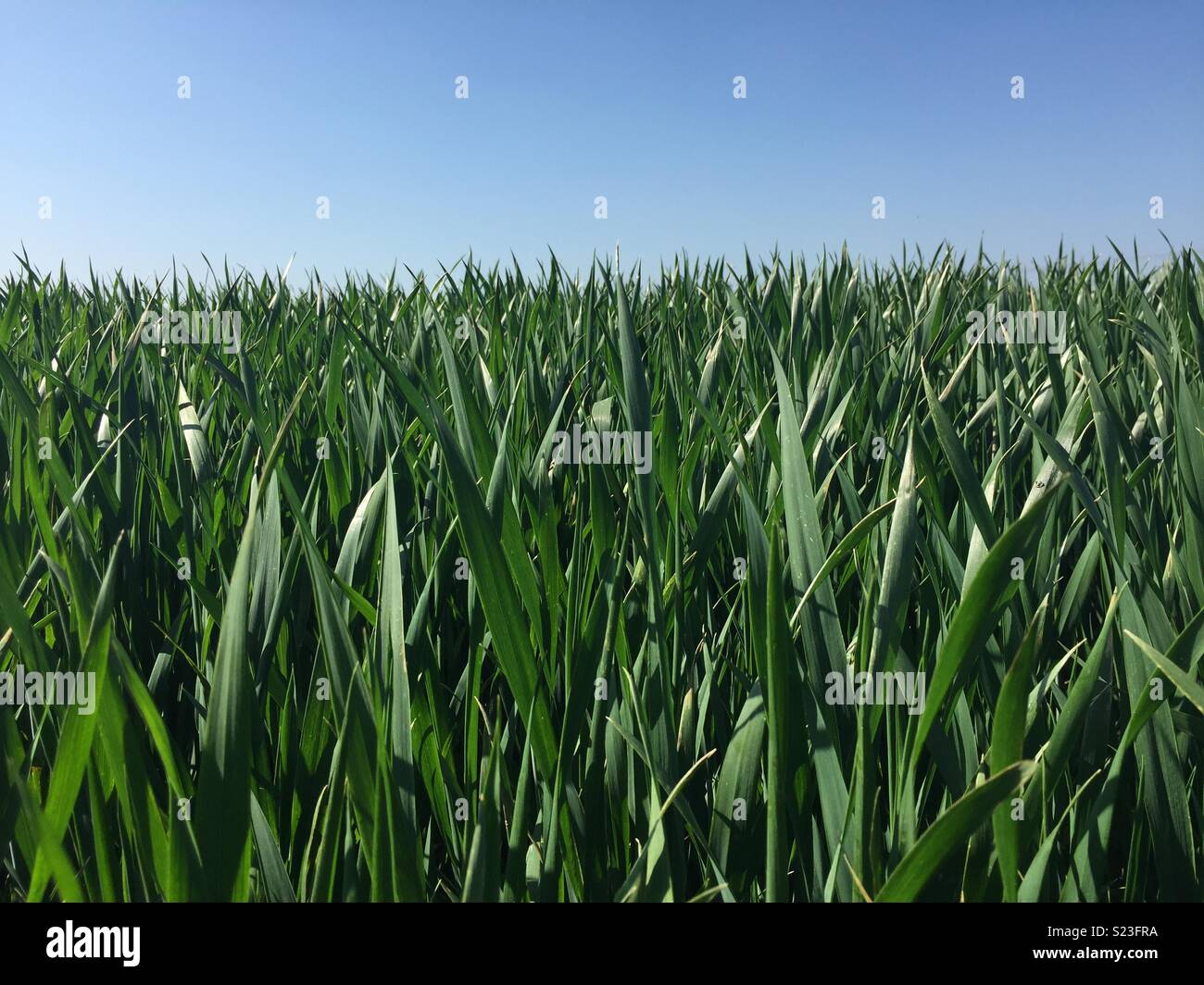 Fields of blue crops hi-res stock photography and images - Alamy